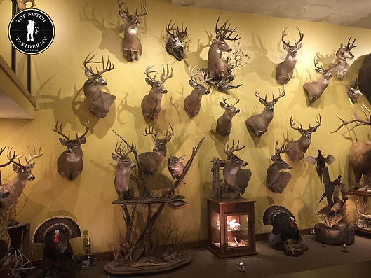 Top Notch Taxidermy Studio Showroom Display