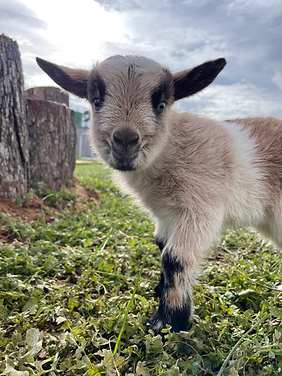 HOME | Tiny Goats And Co