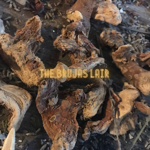 Chewing John Root a*k*a Galangal Root | THE BRUJAS LAiR