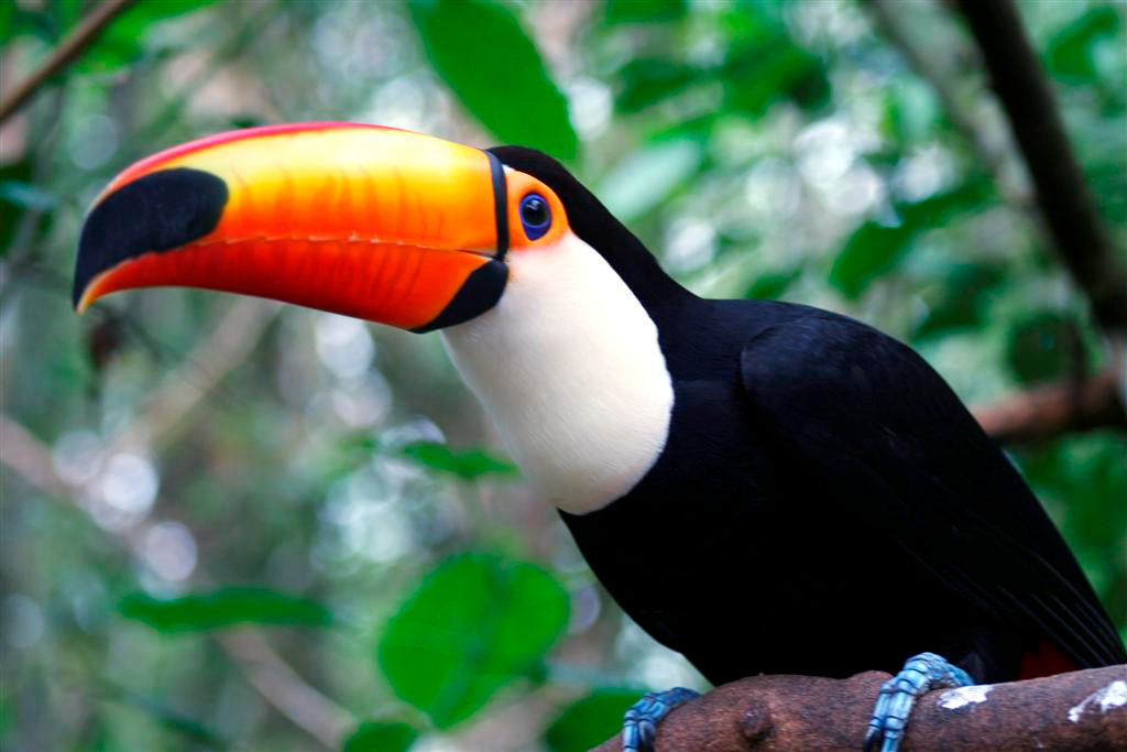 Conservation of Biodiversity | biopassionate