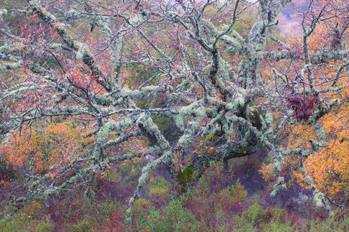 Autumnal Mood, Geoff Simpson Art