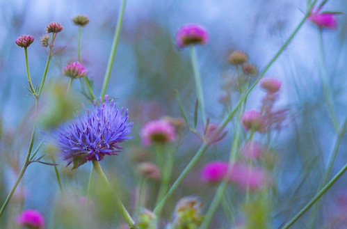 Azul Aria | Geoff Simpson