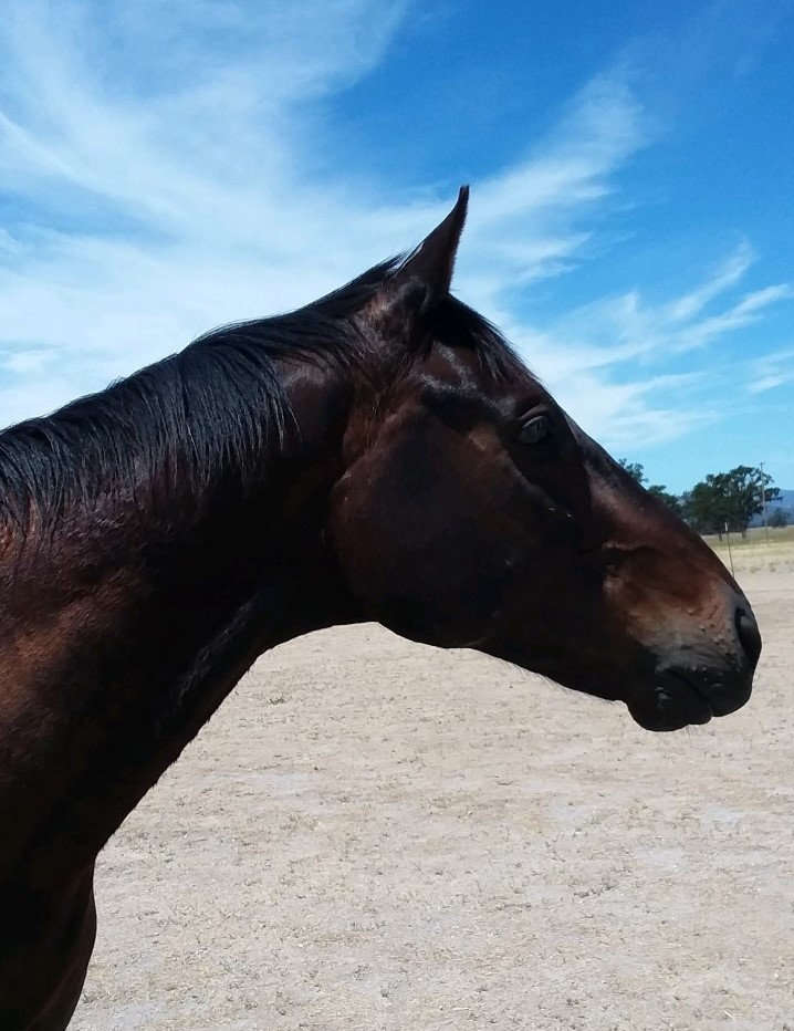 Adopted Horse's ProfileDefense Minister