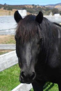 Adopted Horse's ProfileButch