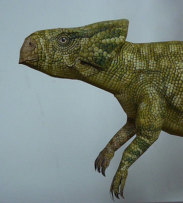 Microceratops | Johan Scherft