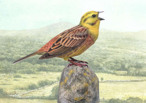 Yellowhammer | Johan Scherft