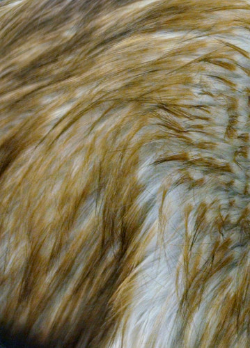 Farrah Foxy Extra Long Shag | foxymonster