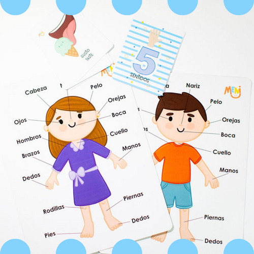 Flashcards 5 sentidos y cuerpo humano | Meni