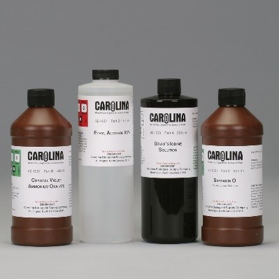 Gram Stain Kit, 250ml of each | Carolina Singapore
