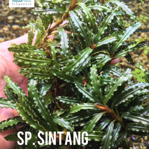 Bucephalandra sp. Sintang | Pro-Aquarium