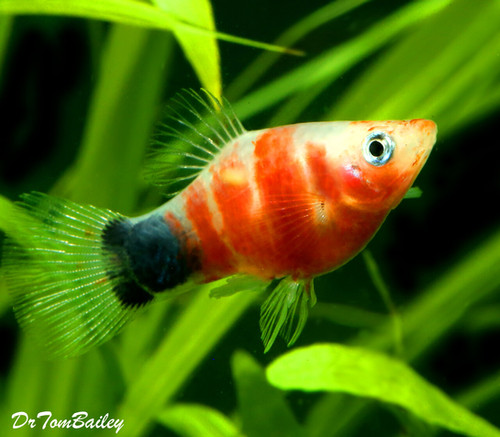 Platy Tiger | Pro-Aquarium