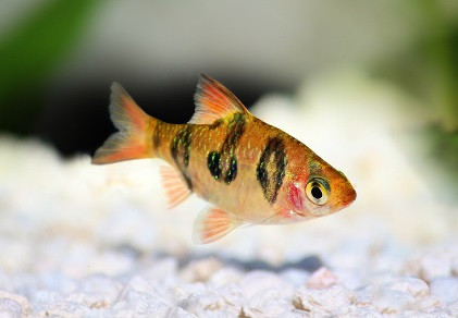 Desmopuntius Rhomboocellatus (Barbo Snakeskin) | Pro-Aquarium