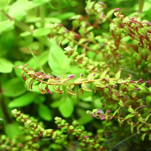 Rotala sp.Pearl | Pro-aquarium
