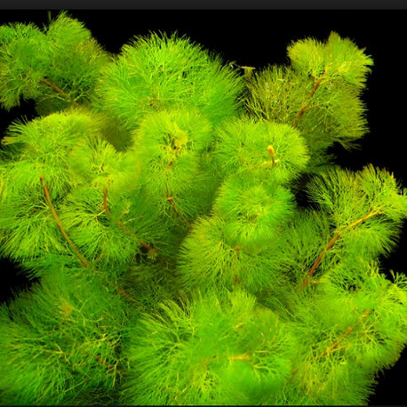 Cabomba Aquatica | Pro-Aquarium