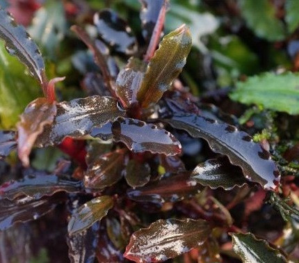 Bucephalandra Lamandau Red | Pro-Aquarium