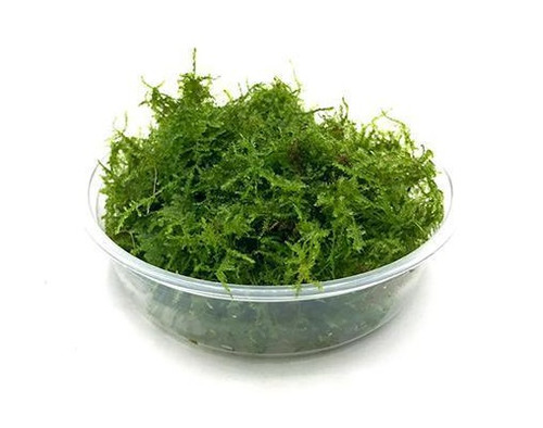Mini Christmas Moss | Pro-Aquarium