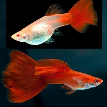 Guppy Albino Full Red Big Dorsal (casal) | Pro-Aquarium