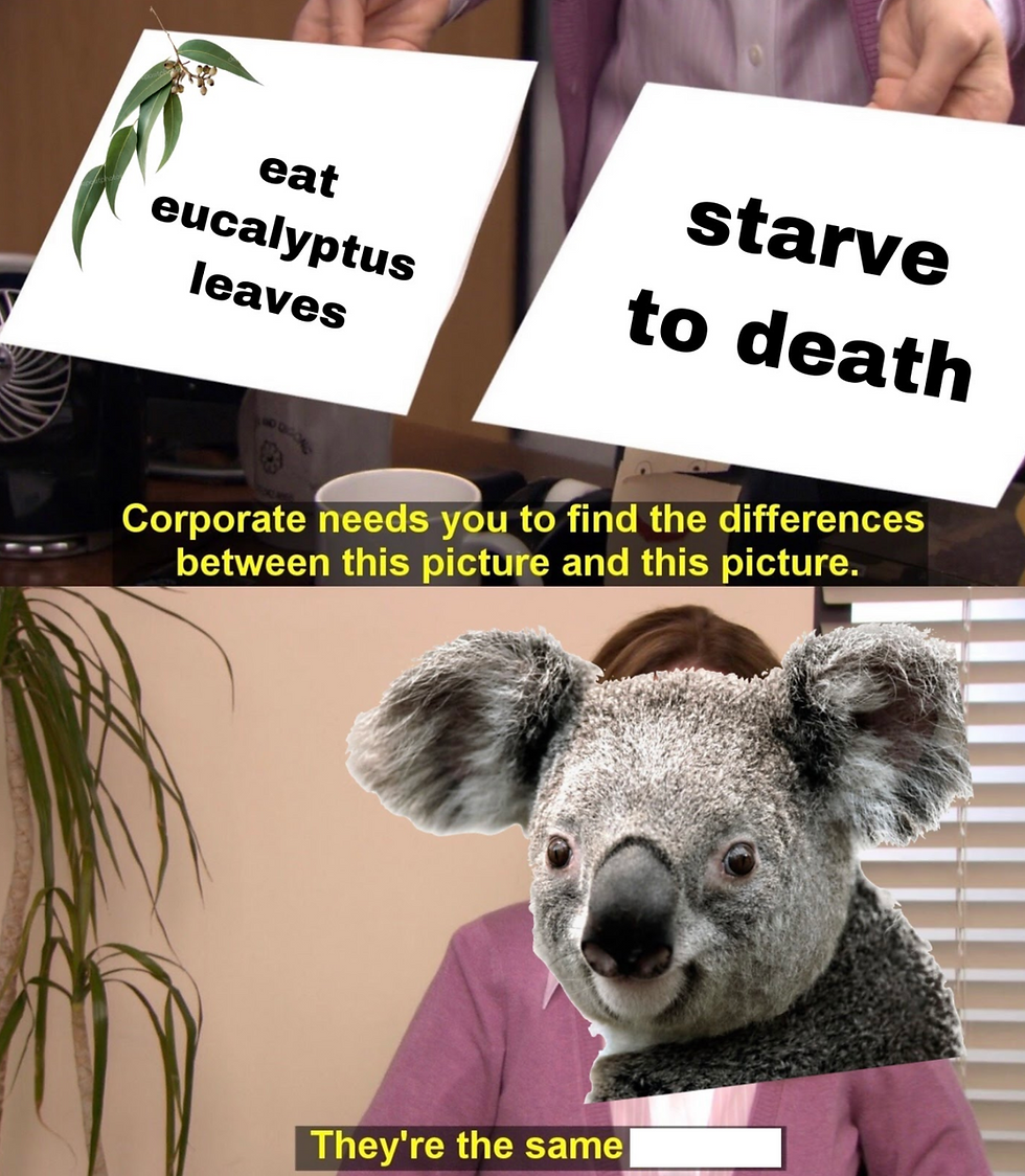 Koalas The Worst Animal Ever koalas-the-worst-animal-ever