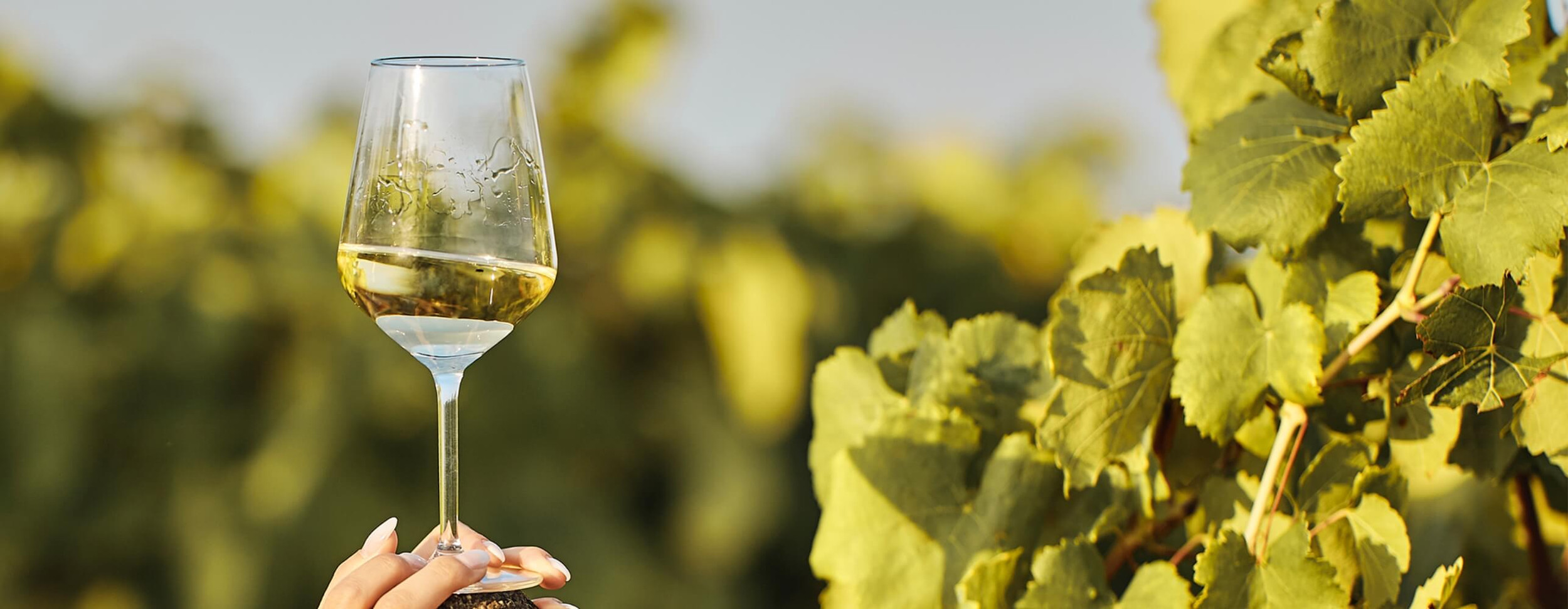 About Oxidental Trading | Global Experts in Wine Export