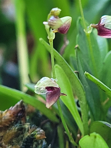 Stelis patens | Spicesotic plants