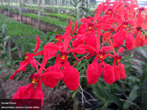 Renanthera storei x Vanda Wilas | Spicesotic plants
