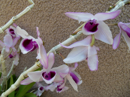 Dendrobium Nestor's Red Dragon | Spicesotic plants