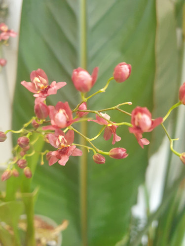 Oncidium 'CT Red Girl' | Spicesotic plants