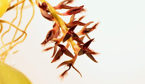 Bulbophyllum tremulum | Spicesotic plants