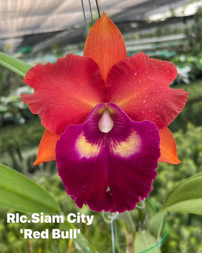 Cattleya /Rlc. Siam City 'Red Bull' | Spicesotic plants