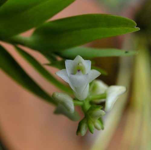 Appendicula cornuta | Spicesotic plants