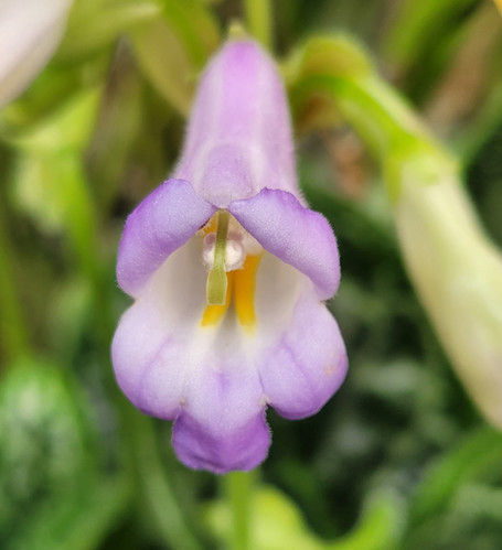 Streptocarpus 'Pretty turtle' | Spicesotic plants