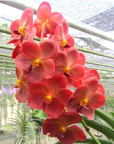 Vanda Pedro Bonetti | Spicesotic plants