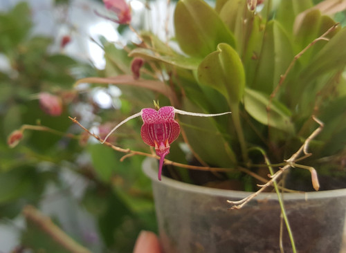 Scaphosepalum digitale | Spicesotic plants