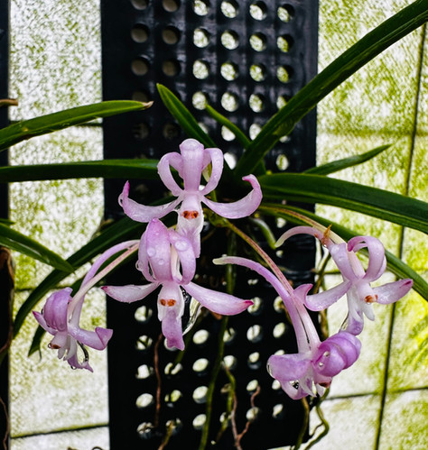 Vanda/Neofinetia falcata 'Koto' | Spicesotic plants