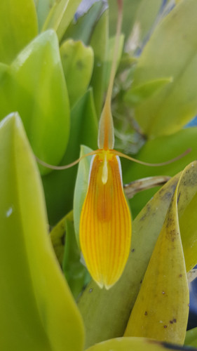 Restrepia brachypus yellow | Spicesotic plants