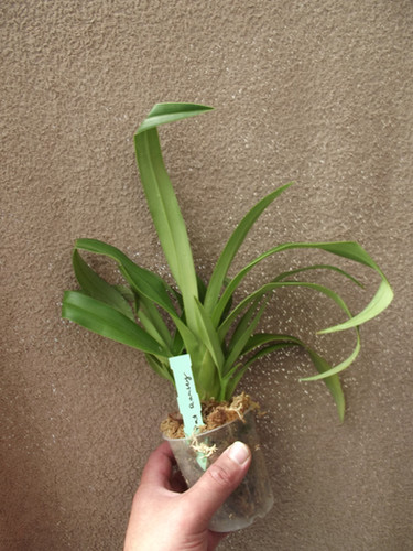 Phragmipedium Pat Ramsey | Spicesotic plants