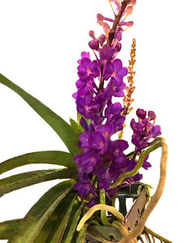 Rhynchovanda Lilac Blossom 'Blue Sapphire' | Spicesotic plants