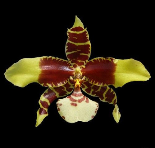 Rossioglossum Rawdon Jester 'Great Bee' | Spicesotic plants