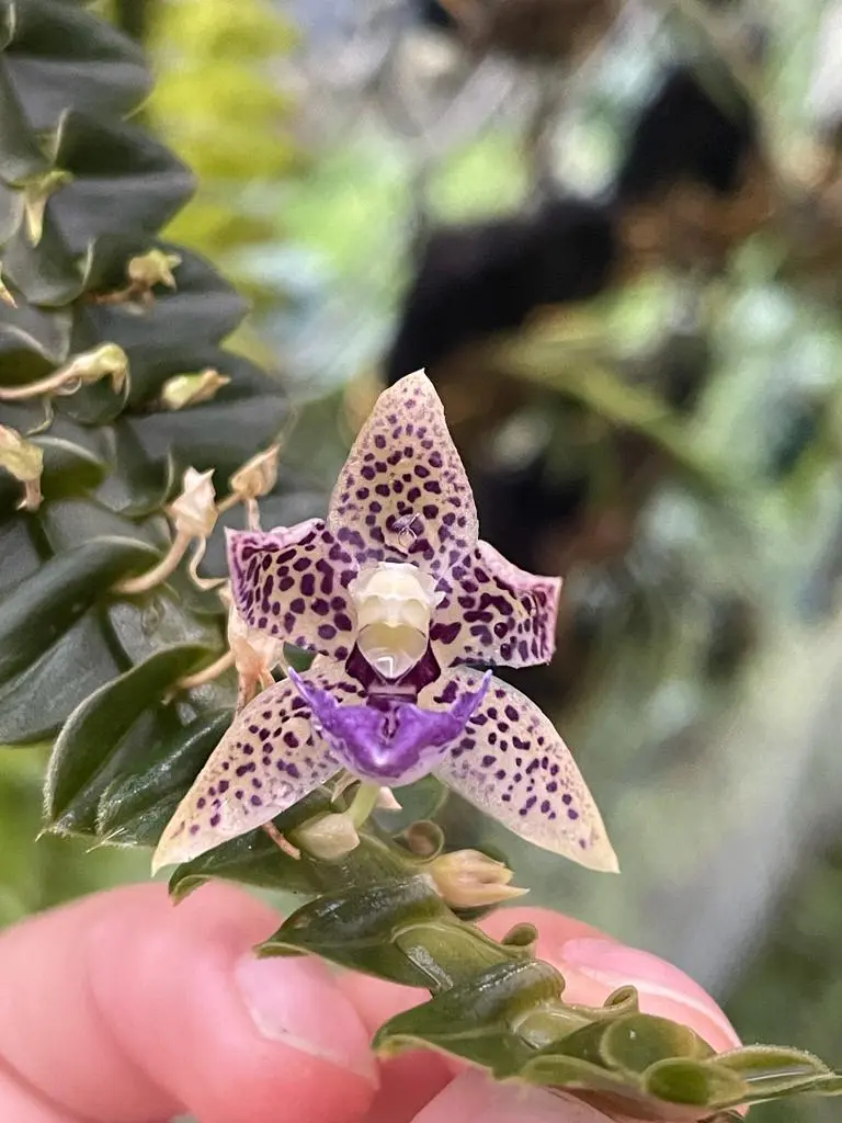 Dichaea muricata | Spicesotic plants