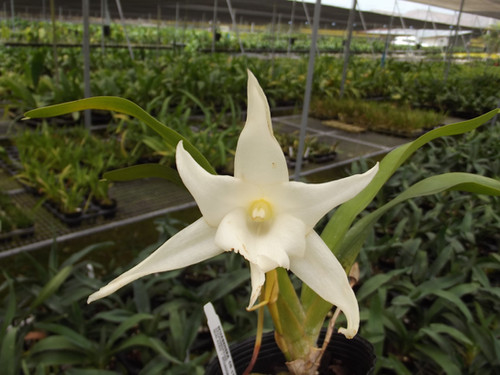 Angraecum Lai's Star | Spicesotic plants