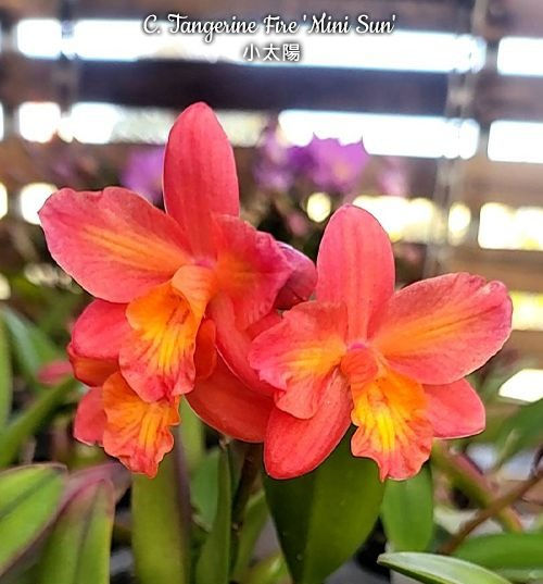 Cattleya Tangerine Fire 'Mini Sun' | Spicesotic plants