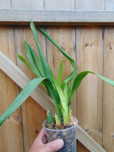 Oncidium `Piti Duran` | Spicesotic plants