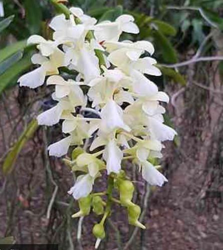 Aerides houlletiana alba 'White' | Spicesotic plants