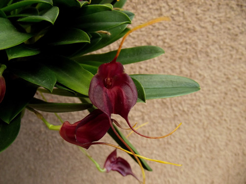 Masdevallia 'Red Magic' | Spicesotic plants