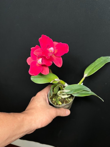 Cattleya Chief Box | Spicesotic plants