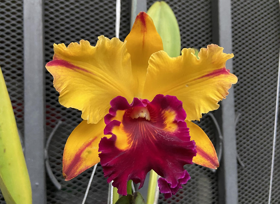 Rlc. Tainan Gold 'Golden Canary' | Spicesotic plants