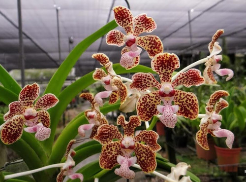 Vanda lombokensis | Spicesotic plants