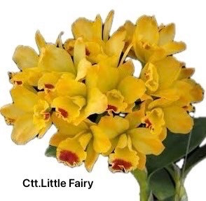 Cattleya/ Rlc Little Fairy | Spicesotic plants