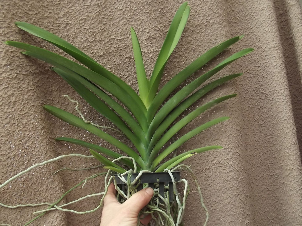 Online Plant Store | Spicesotic plants / orchids and more 2/141