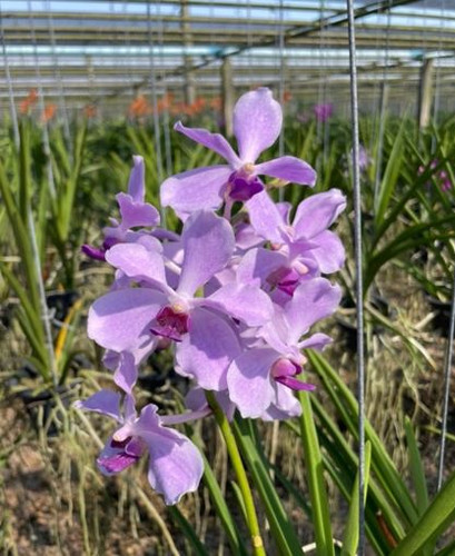 Vanda lilacina x coerulea | Spicesotic plants